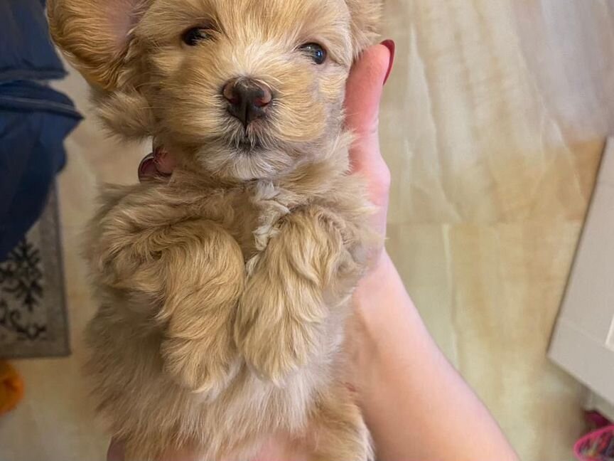 Щенки мальтипу