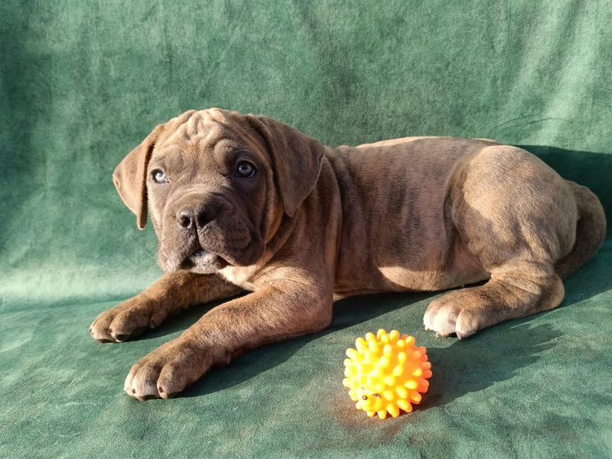 Щенки кане корсо