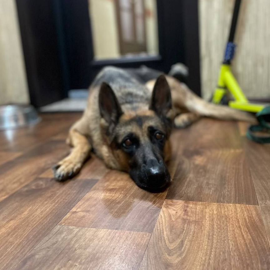 Немецкая овчарка, взрослая собака