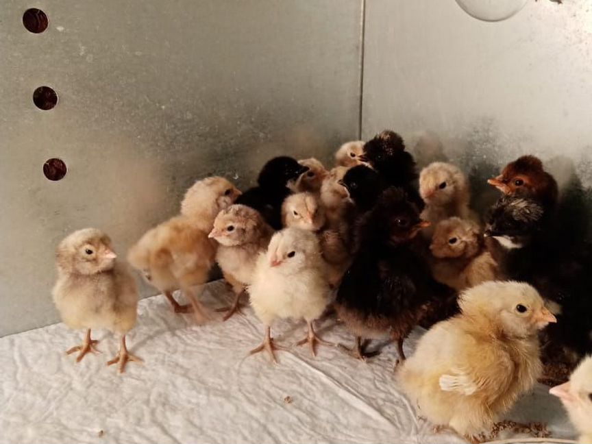 Амераукана и Мараны