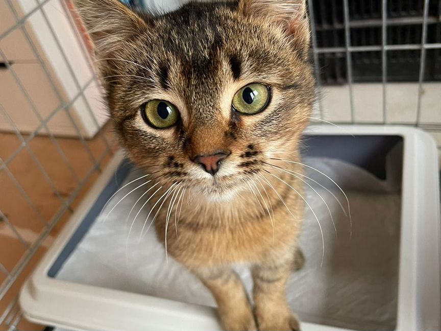 Нала, кошечка 4,5 месяца