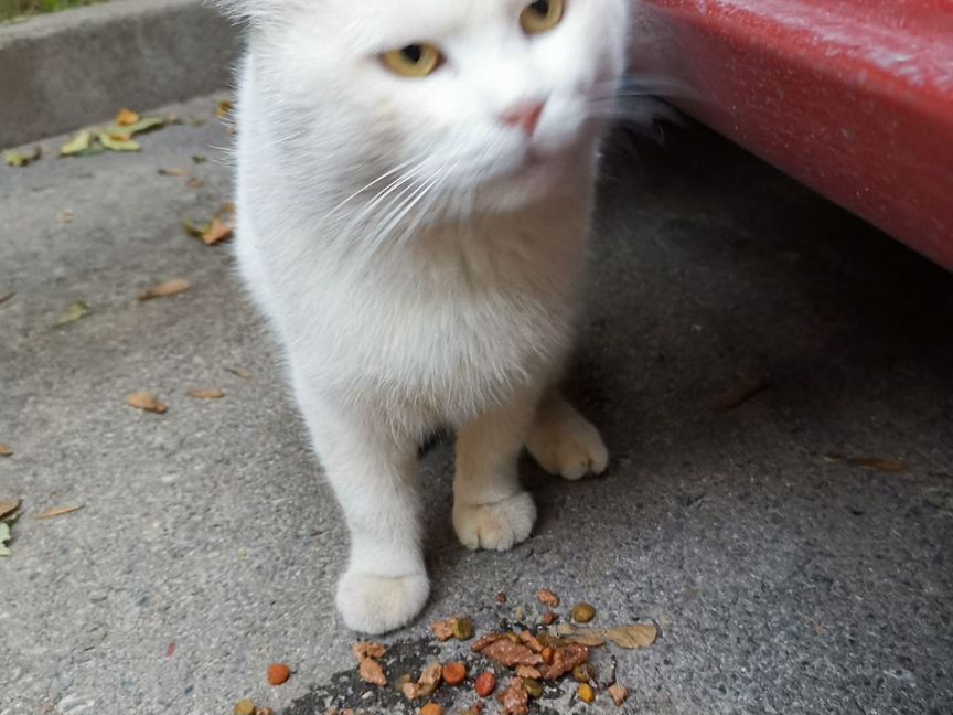 Кот