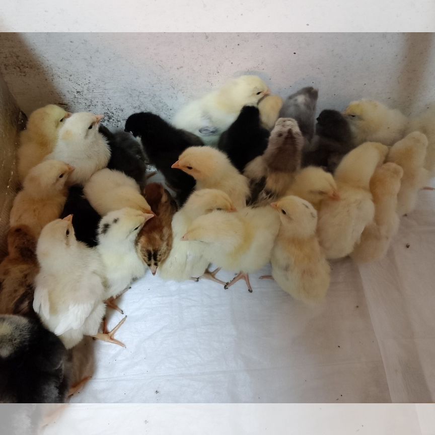 Продам недельных цеплят несушки
