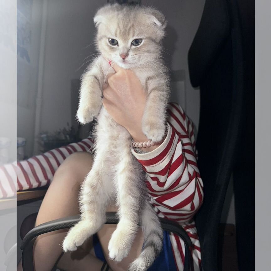 Серебристая(персиковая)вислоухая шиншилла