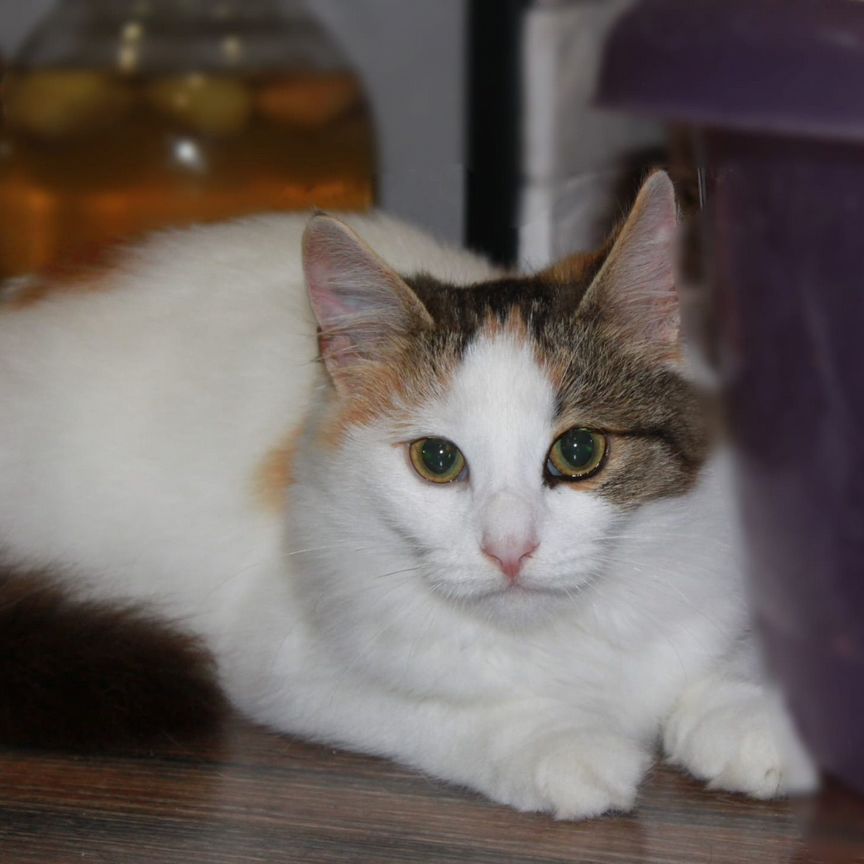 Котенок в добрые руки