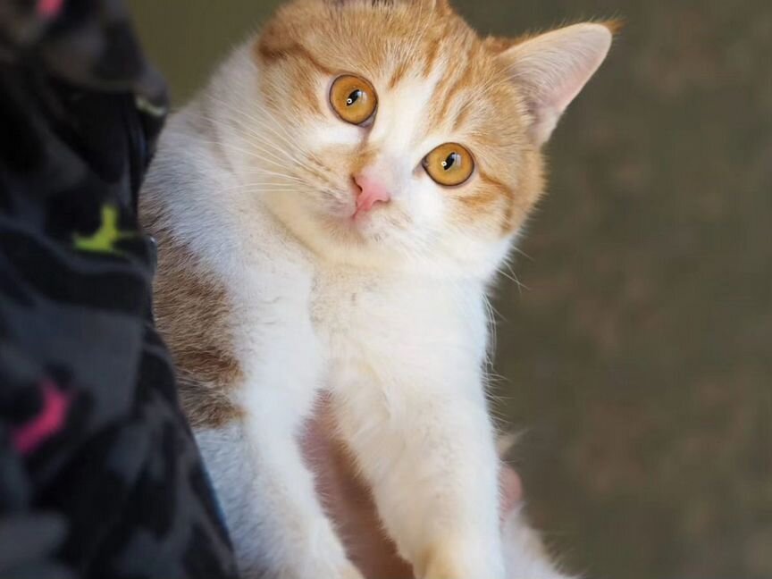 Рыжий с белым кот в добрые руки