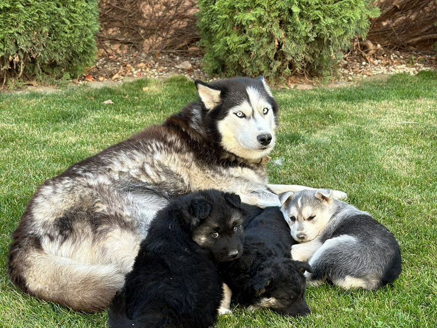 Щенки хаски бесплатно