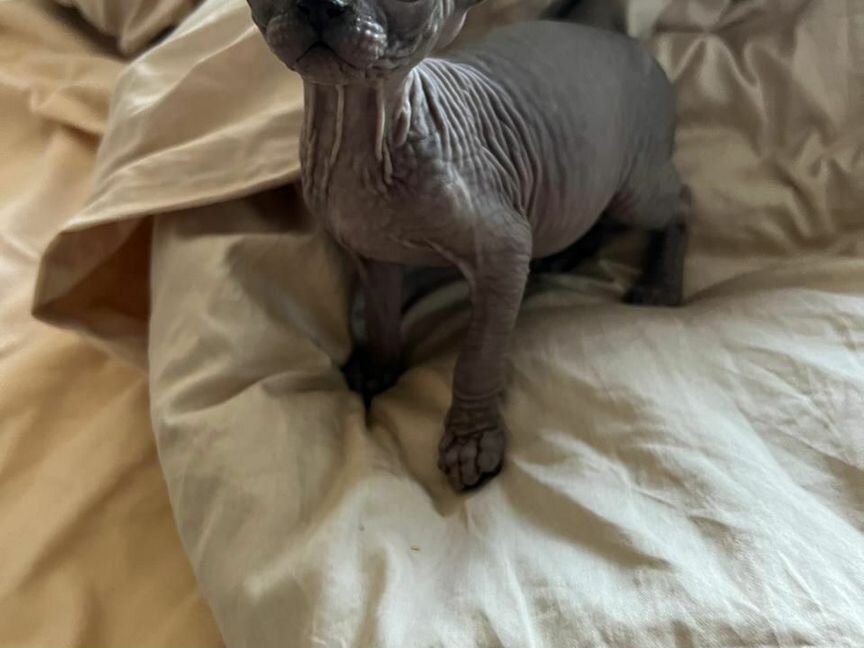 Канадский сфинкс