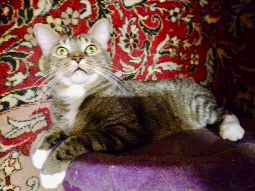 Котик ласковое чудо три лапки