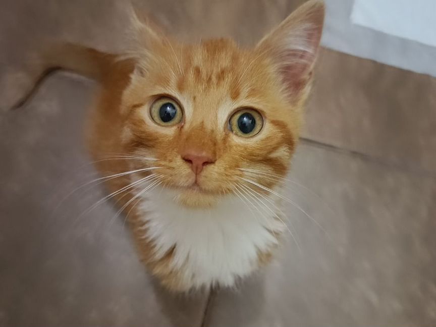 Кошка в дар бесплатно