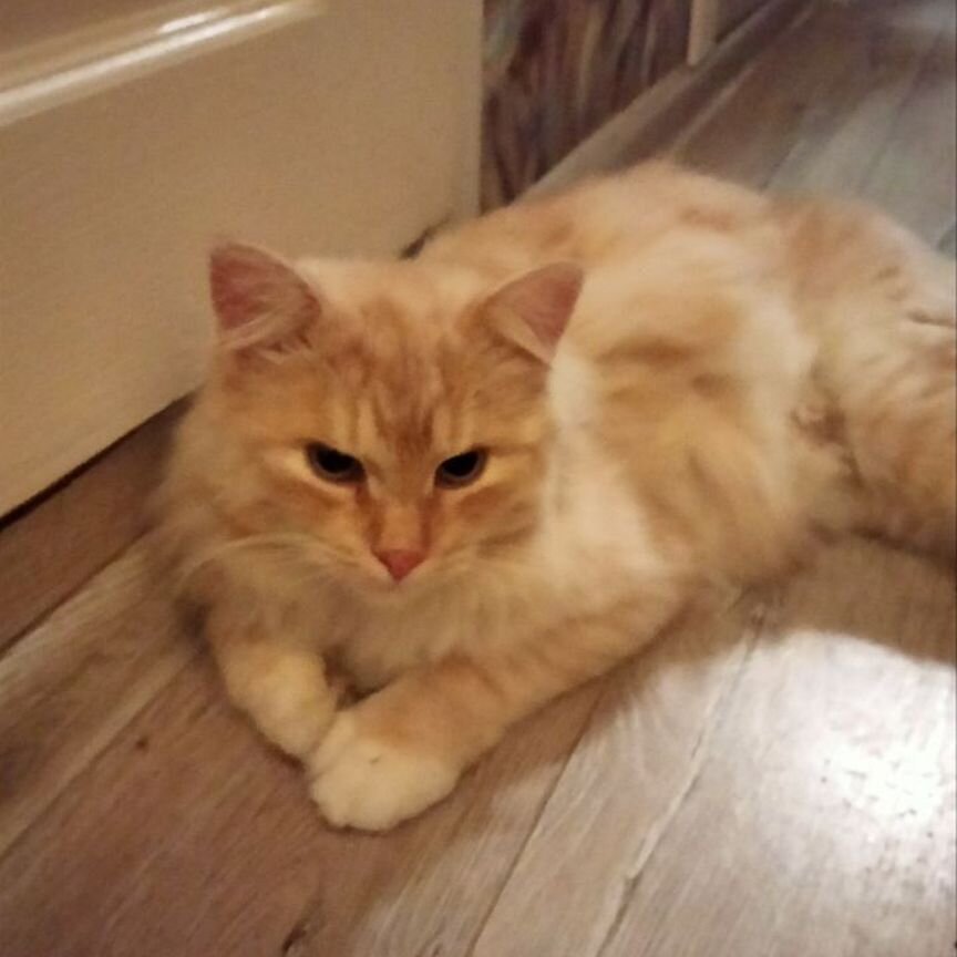 Кот в добрые руки. Отдам бесплатно