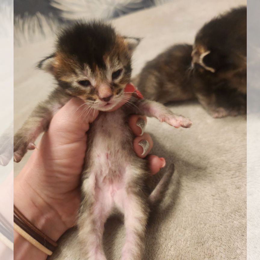 Котёнок от частного владельца