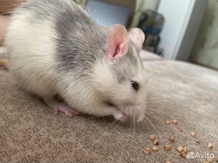 Декоративные крысы
