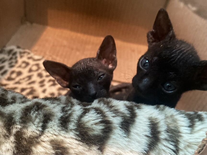 Канадский сфинкс котенок