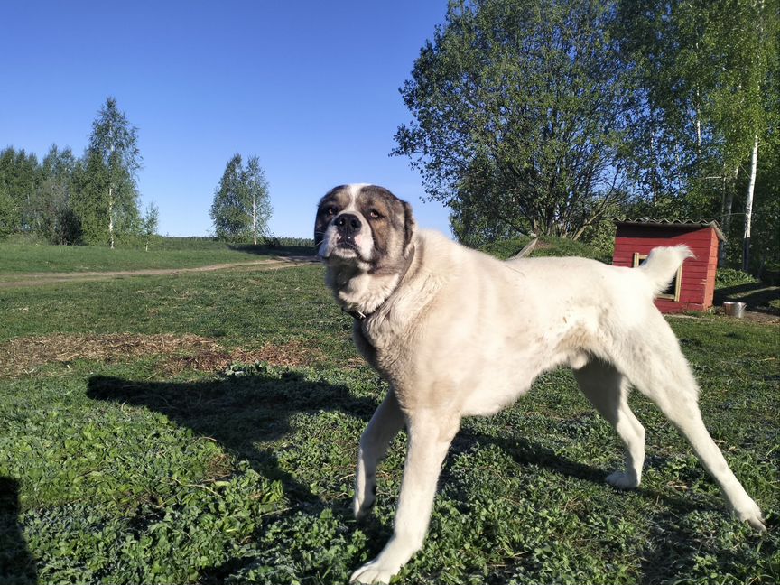 Среднеазиатская овчарка