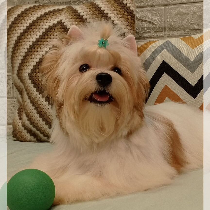 Бивер-йоркширский терьер, щенок