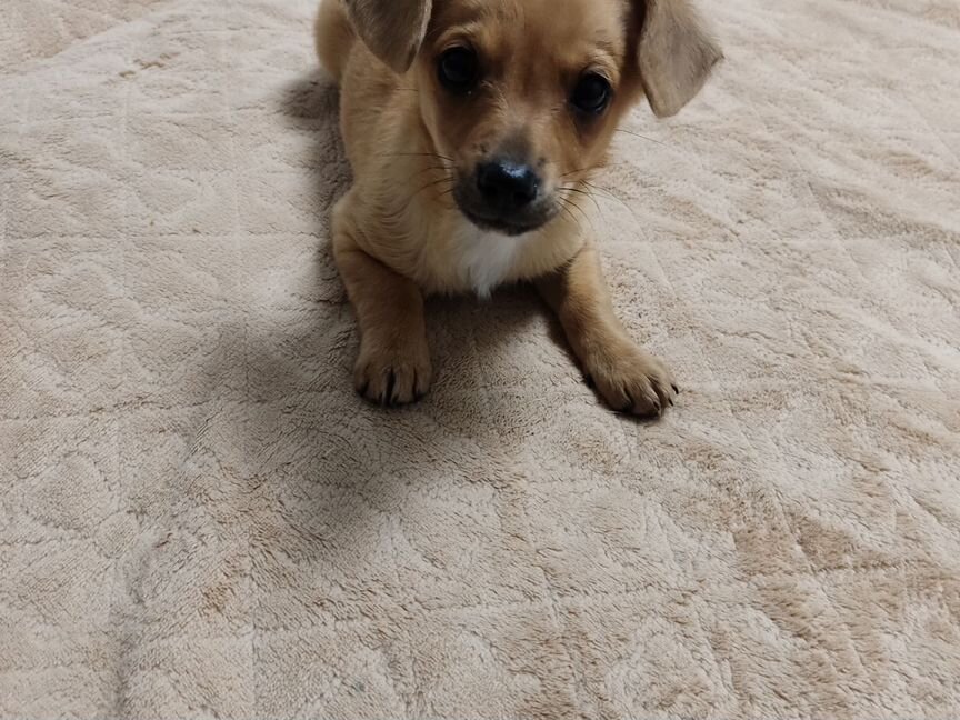 Щенки таксы бесплатно