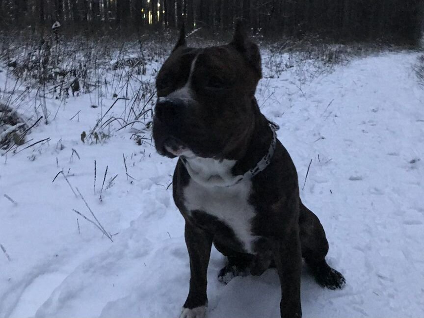 Вязка со стаффом кабель