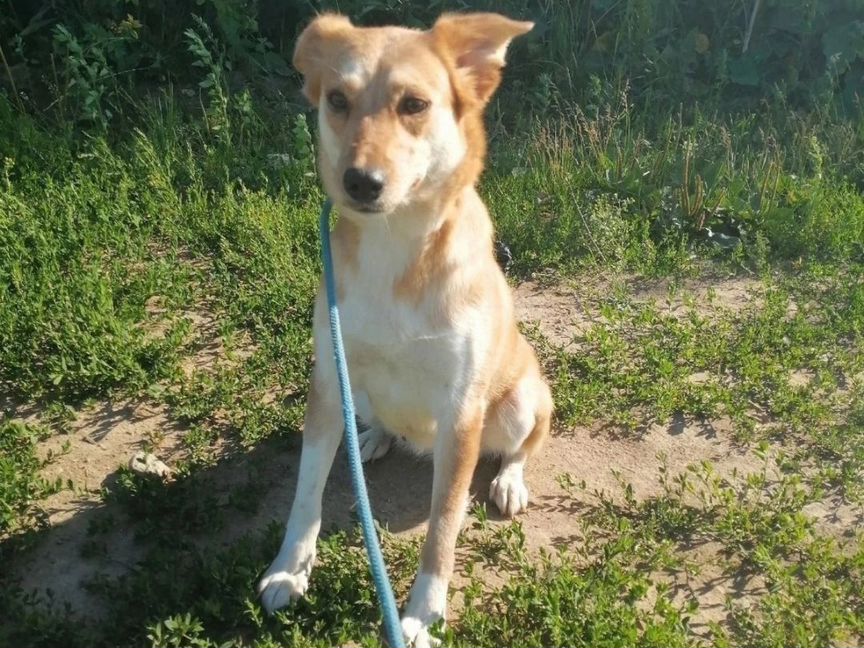 Собачка Алиса в хорошую семью бесплатно