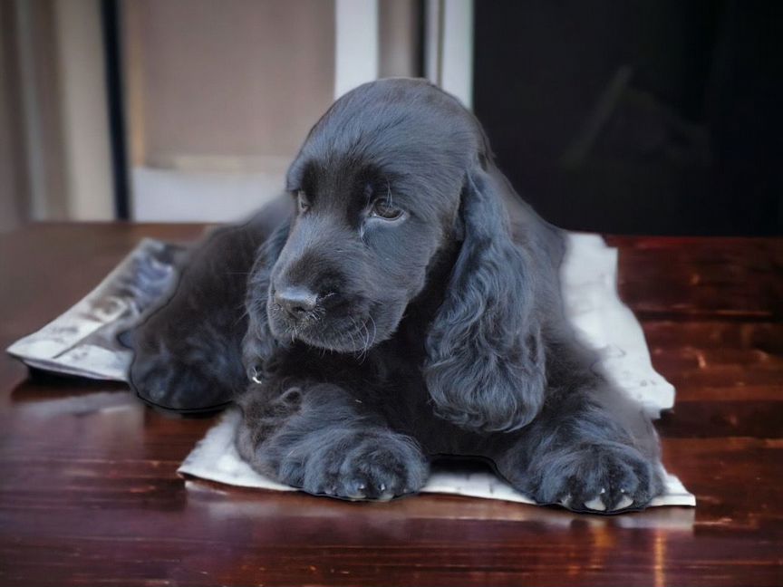 Кокер-спаниель с родословной черная девочка