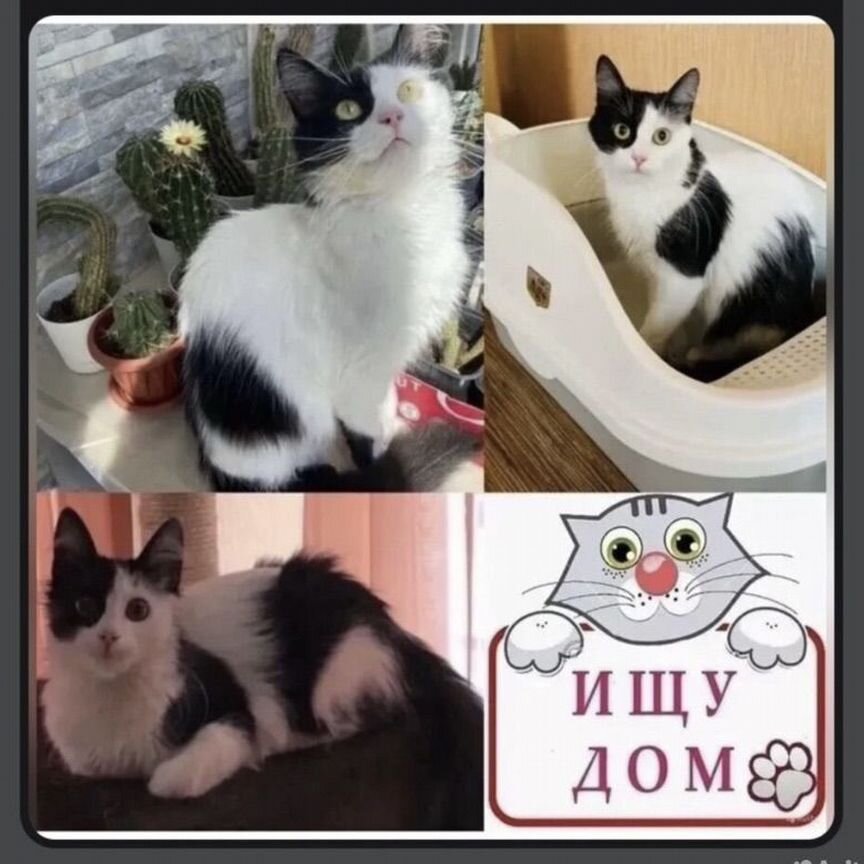 Анфиска с тяж судьбой ищет дом или улица снова