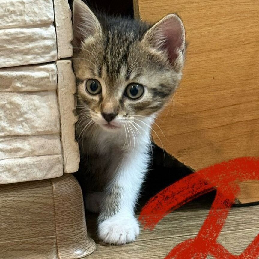 Котёнок в добрые руки