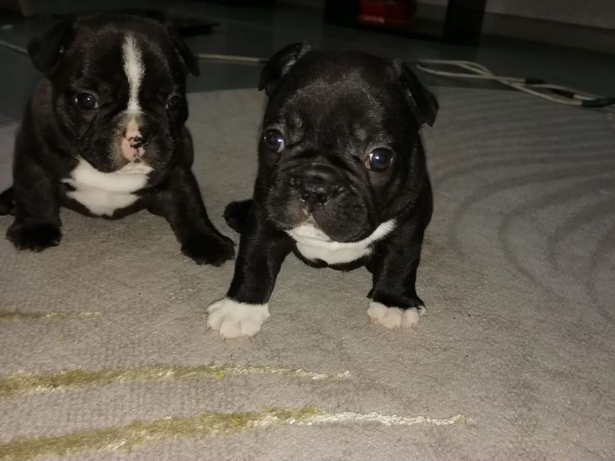 Французский бульдог щенки мини