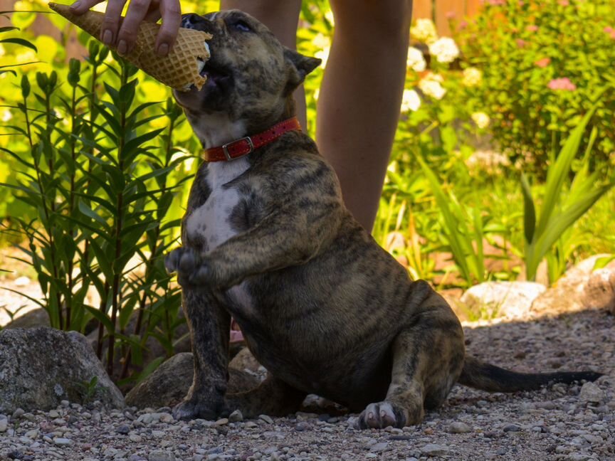 Американский булли покет