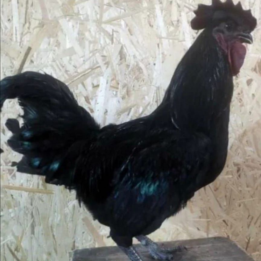 Петухи Ухей Илюи