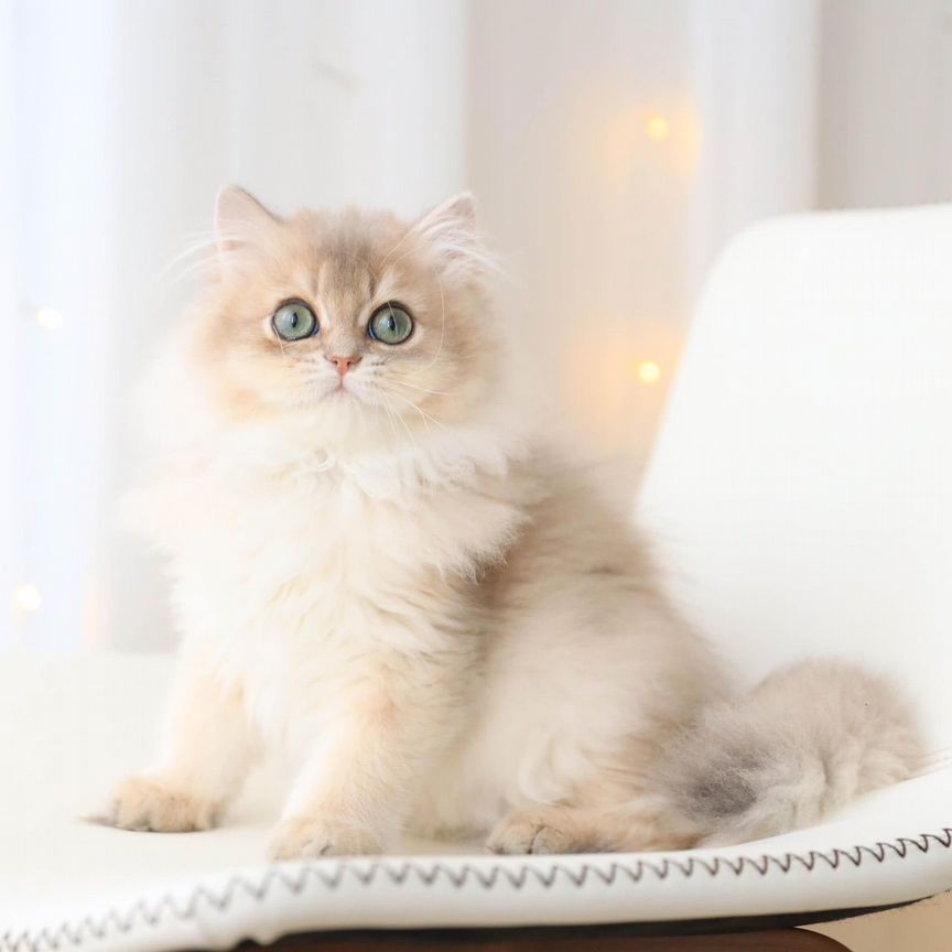 Длинношёрстный котёнок