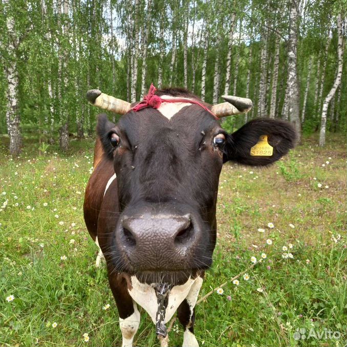 Корова стельная дойная