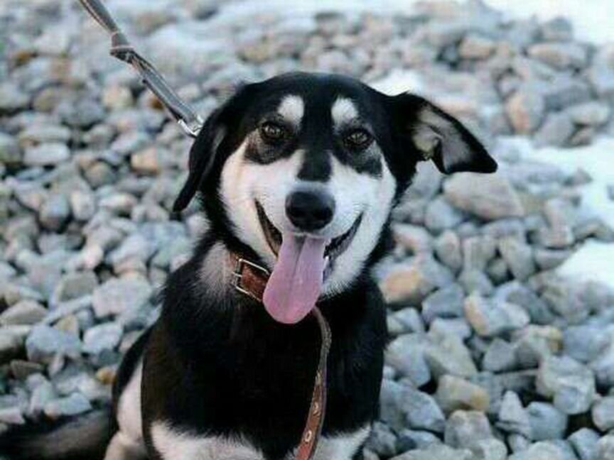 Молодой пёс в добрые руки