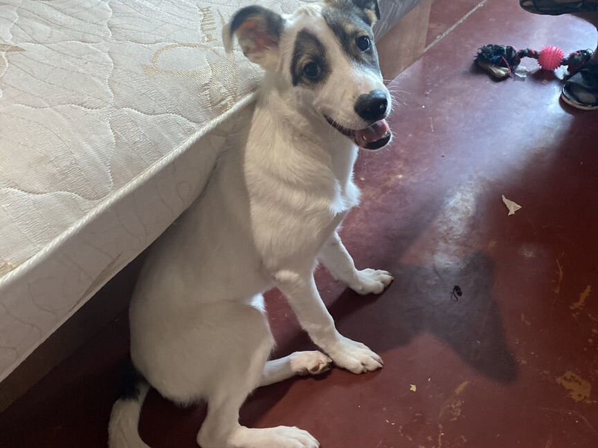 Собака Булочка ищет хороших хозяев