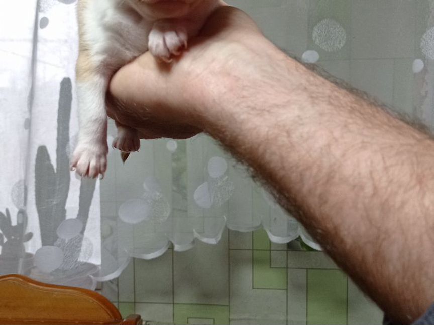 Щенок девочка чихуахуа