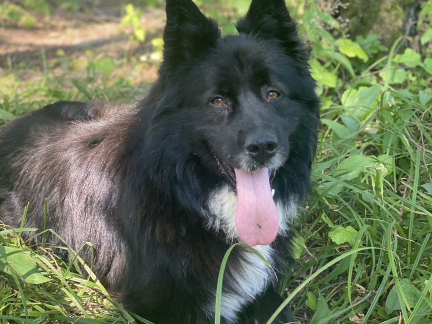 Мишка в добрые руки