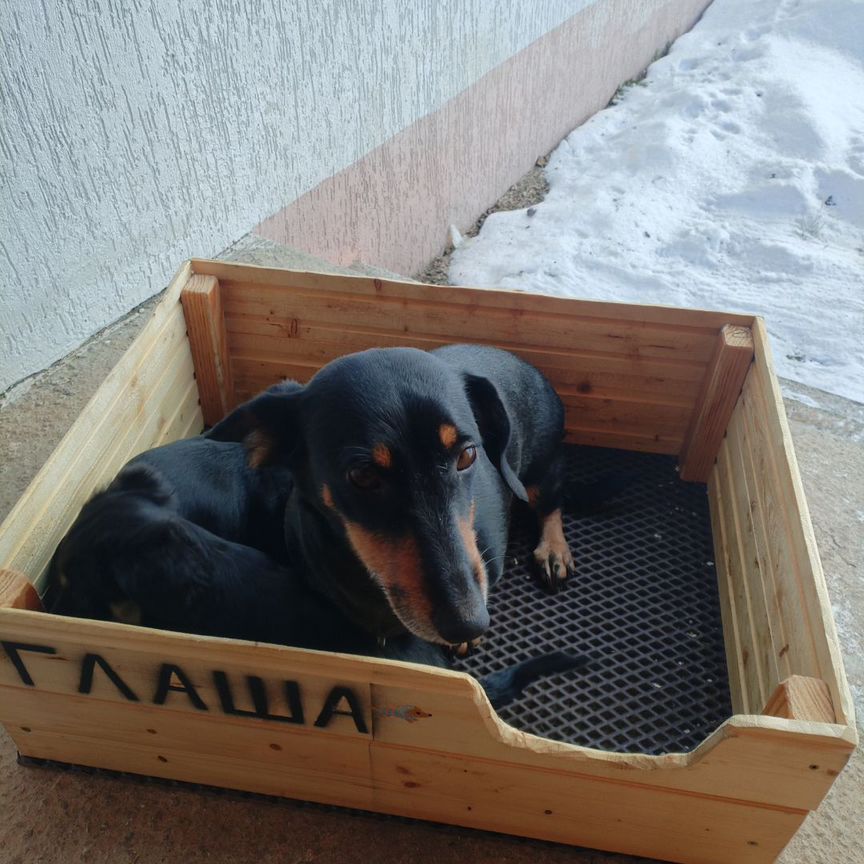 Щенти таксы
