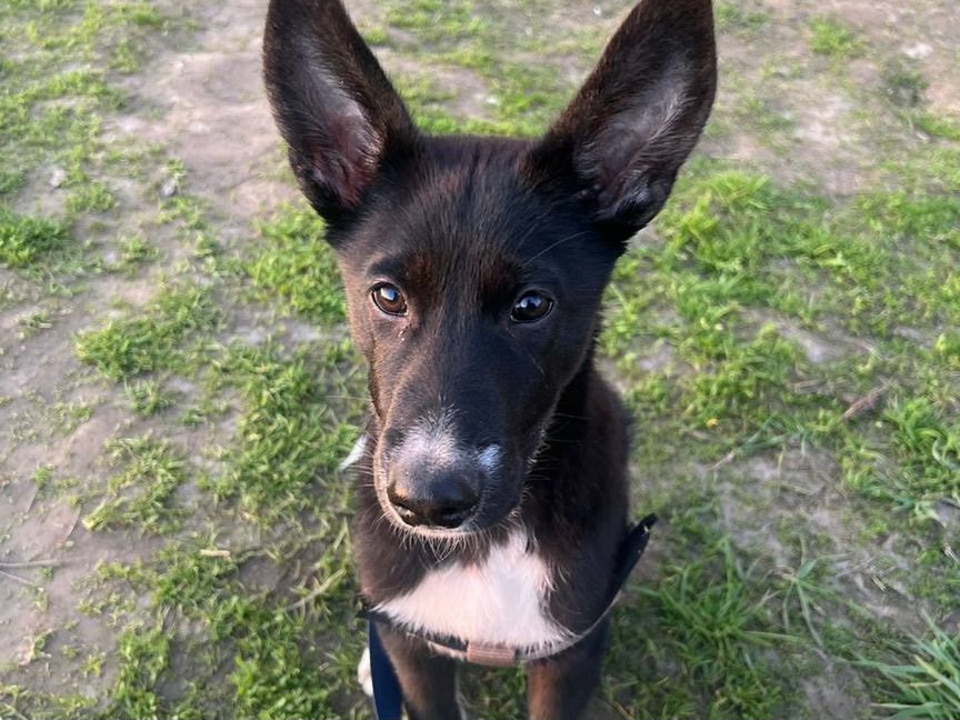 Собака в добрые руки отдам бесплатно