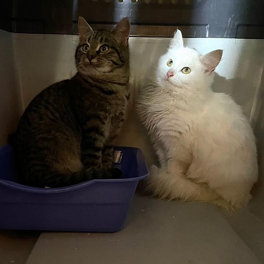 Турецкая ангора котёнок