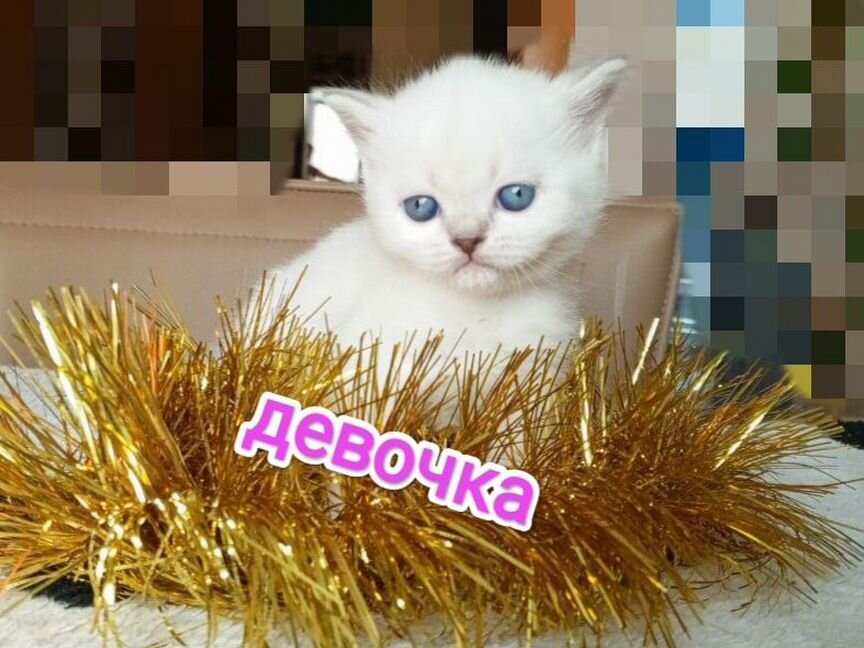 Шотландские котята