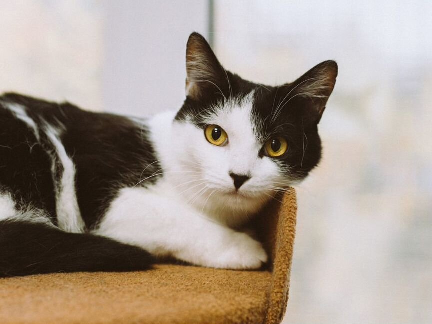 Кошки-сестрички ищут дом