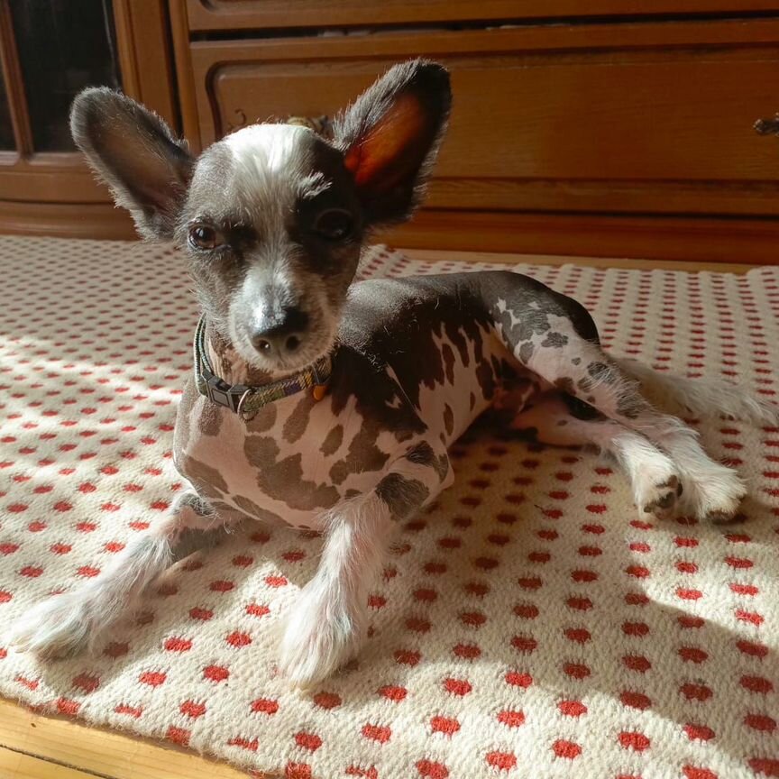 Китайская хохлатая, взрослая собака