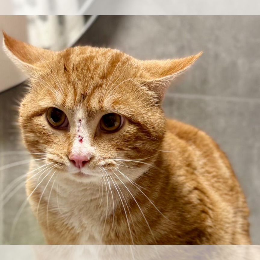 Взрослый кот в добрые руки