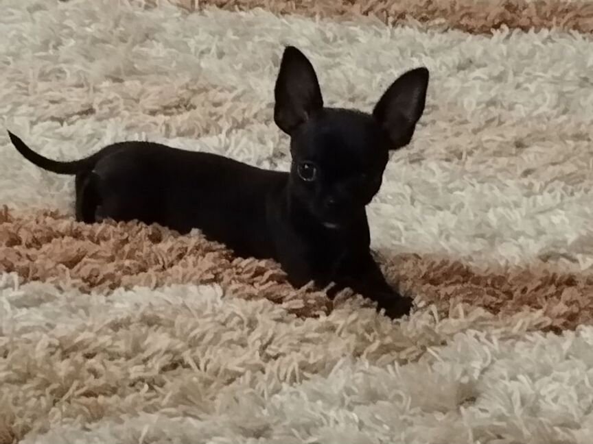 Щенки чихуахуа мини