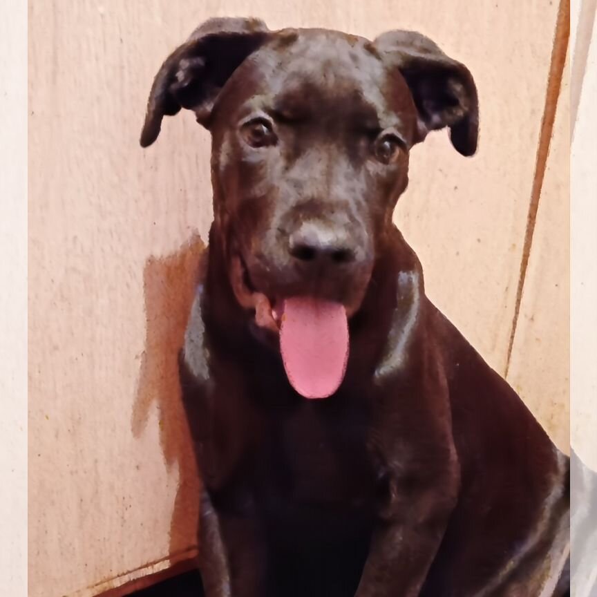 Кане-корсо, щенок