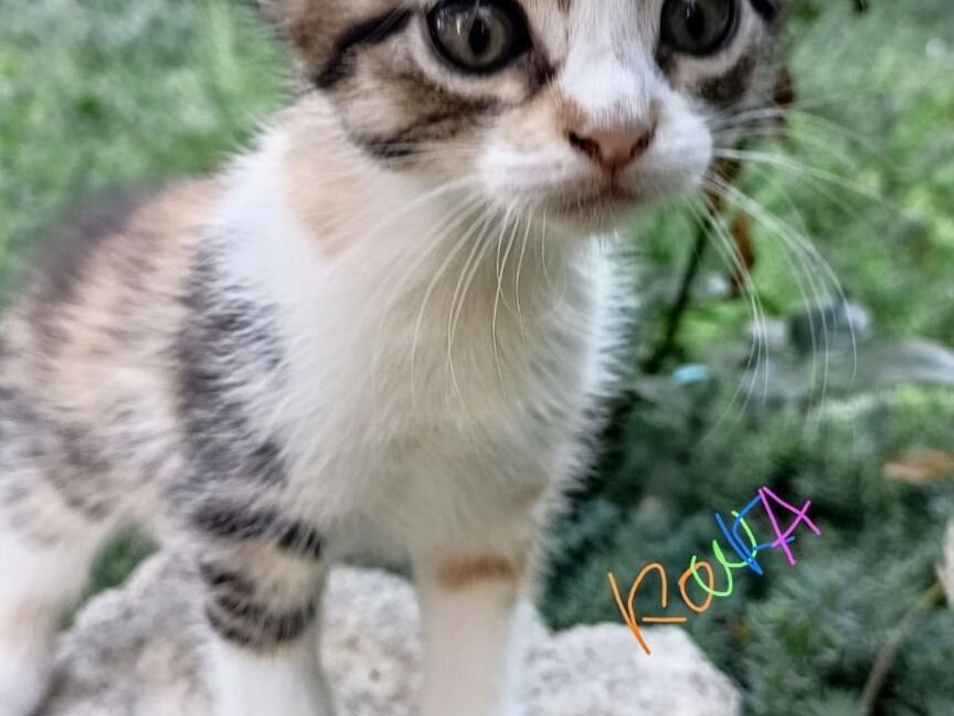 Кошки и коты в дар бесплатно