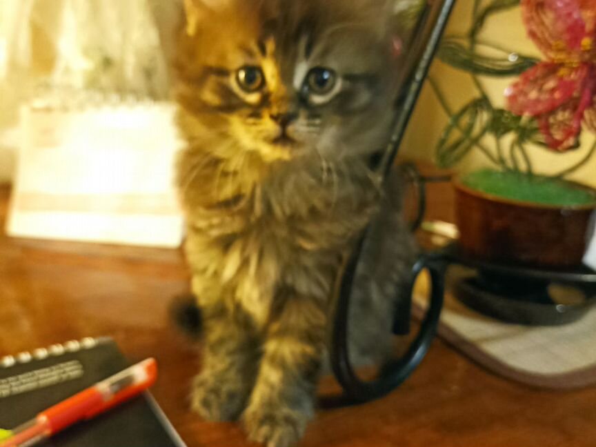 Котенок в добрые руки