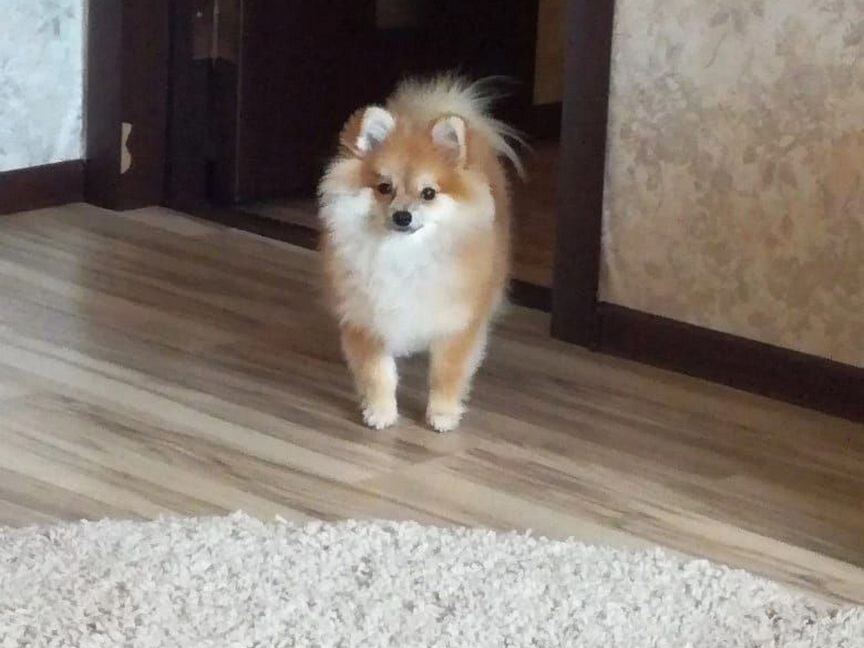 Супер мини шпиц