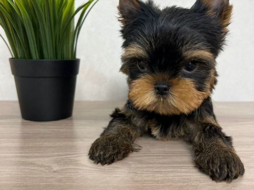 Йоркширский терьер