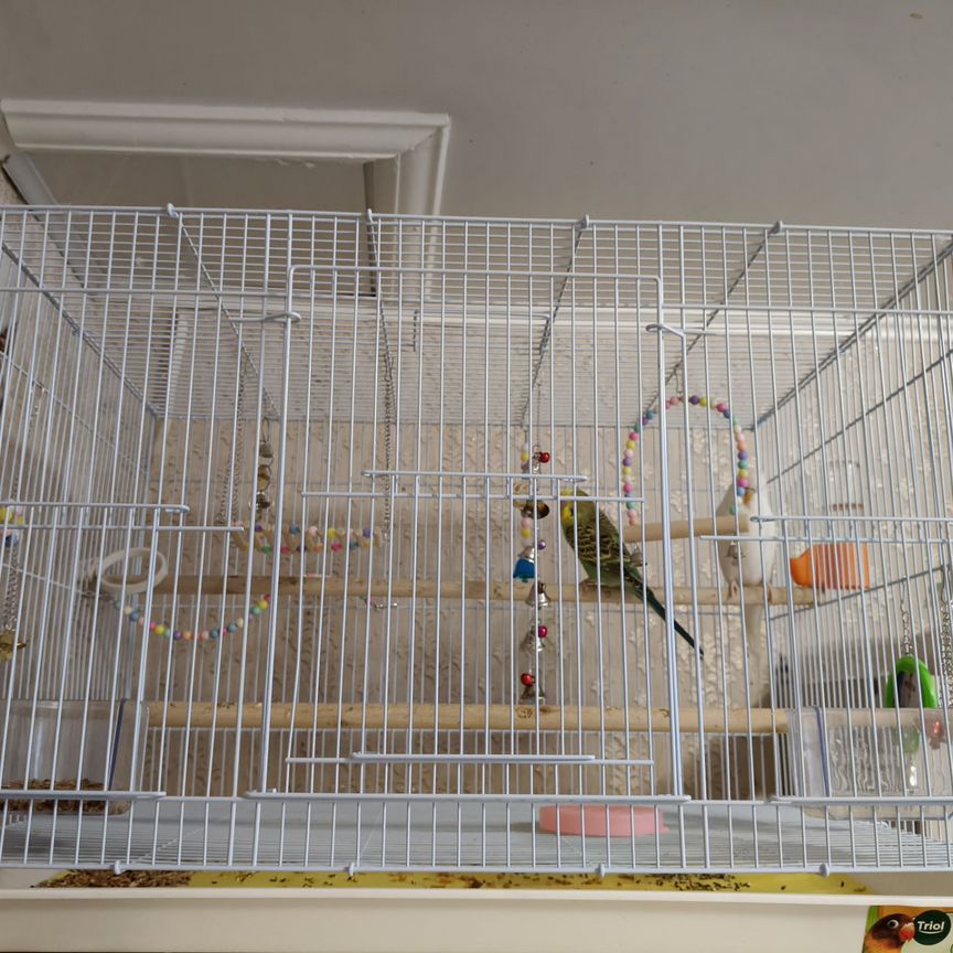 Попугаи с большой клеткой