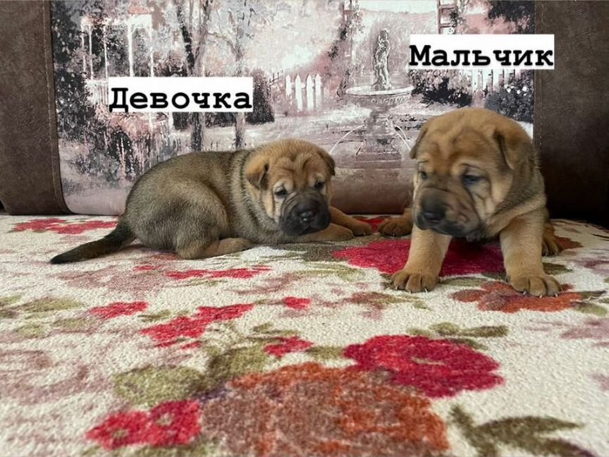Шарпей